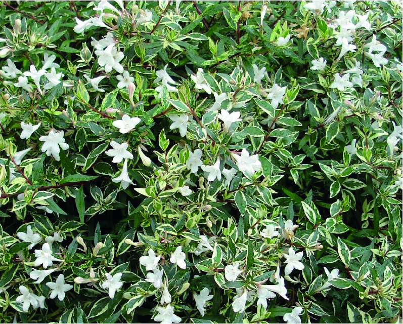 Abelia x grandiflora ‘Confetti’® | Oasi Vivai Piante