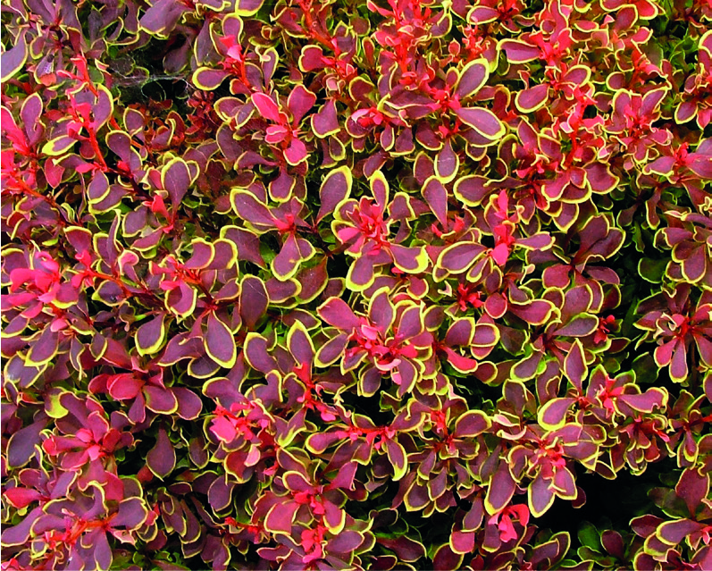 Berberis thunbergii ‘Golden Ruby’ | Oasi Vivai Piante