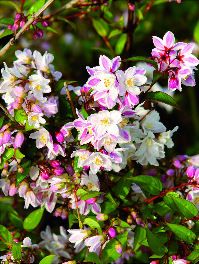 Deutzia x rosea ‘Carminea’ | Oasi Vivai Piante