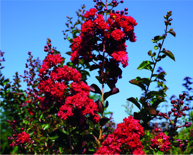 Lagerstroemia indica ‘Concy Red’ | Oasi Vivai Piante