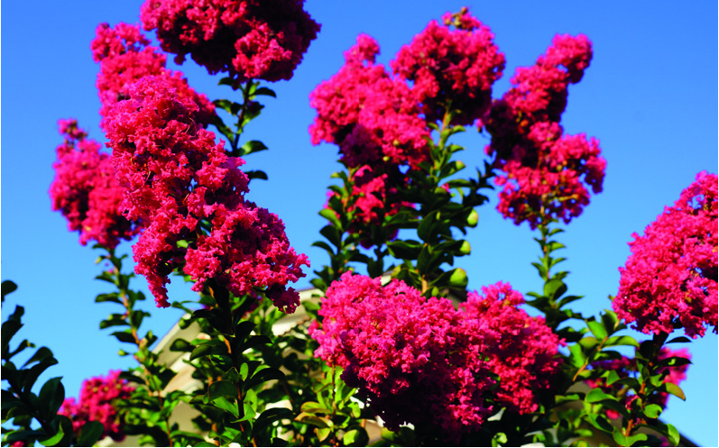 Lagerstroemia indica ‘Durant Red’ | Oasi Vivai Piante