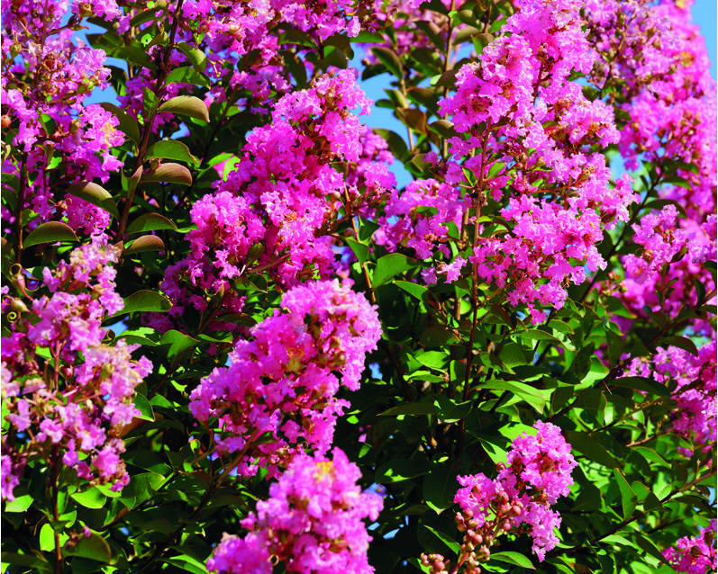 Lagerstroemia indica ‘Gaby Rose’ | Oasi Vivai Piante