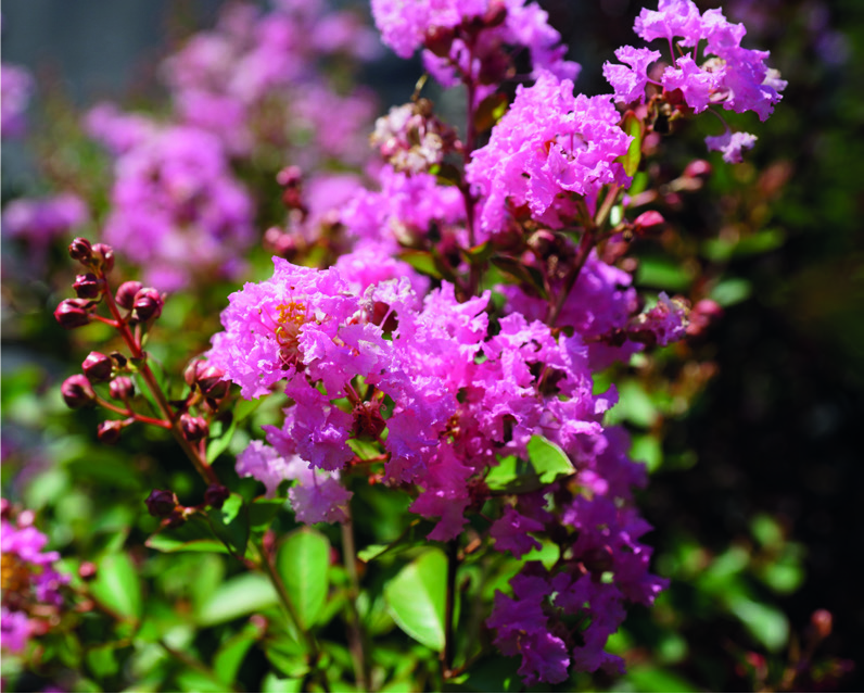 Lagerstroemia indica ‘Petite Pinkie’ | Oasi Vivai Piante