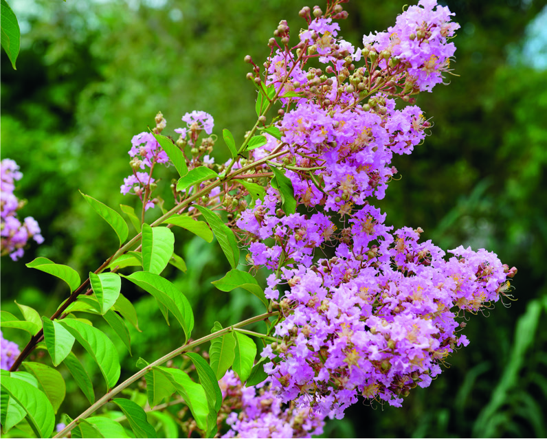 Lagerstroemia indica x fauriei ‘Biloxi’ | Oasi Vivai Piante