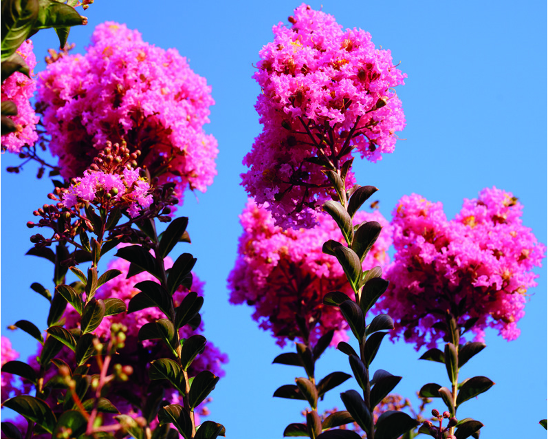 Lagerstroemia indica x fauriei ‘Sioux’ | Oasi Vivai Piante