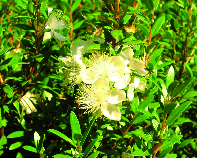 Myrtus communis ‘Microphylla’ | Oasi Vivai Piante