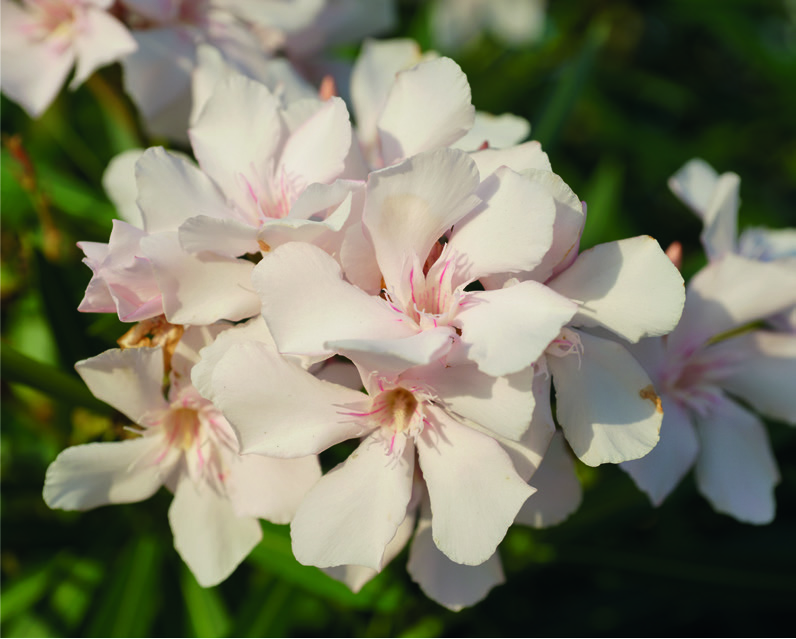 Nerium oleander ‘Alsace’ | Oasi Vivai Piante